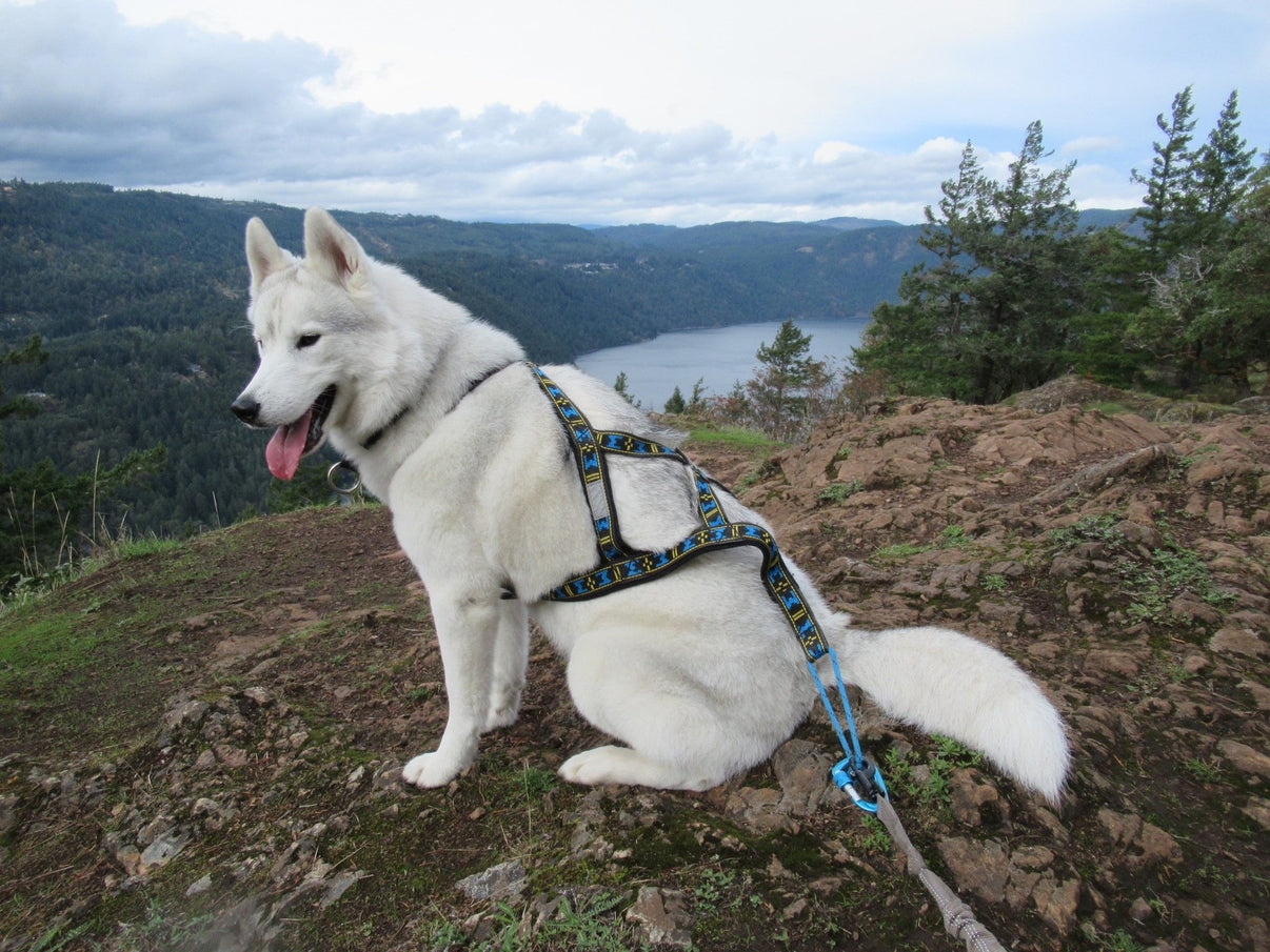 Manmat Sled and Canicross Harness - Ideal for Pulling Sports – Balto ...